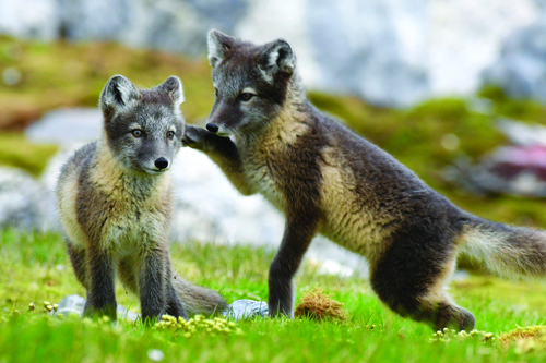 Arctic Expedition Cruises | Book Your Adventure Today - Vantage ...