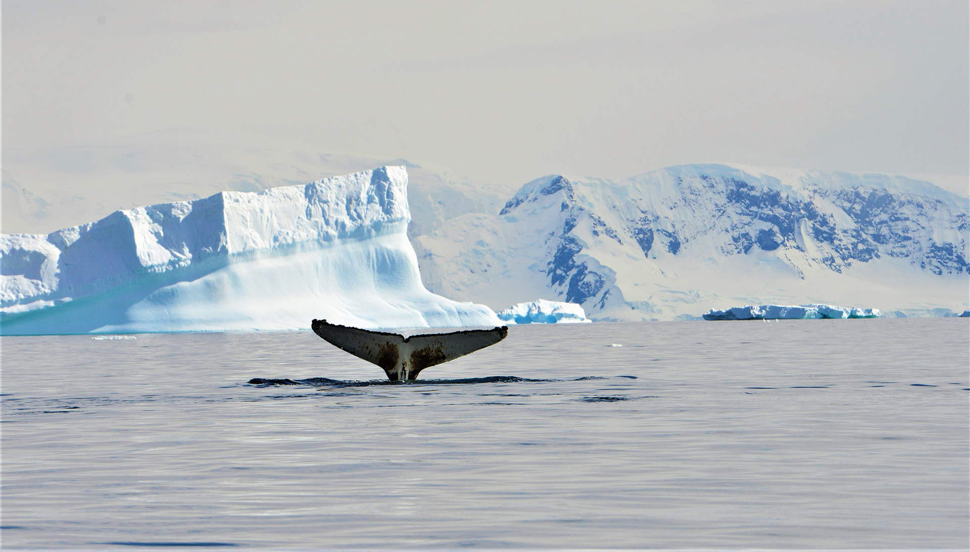 Whale Migration Voyage | Award Winning Cruise to Antarctica - Vantage ...